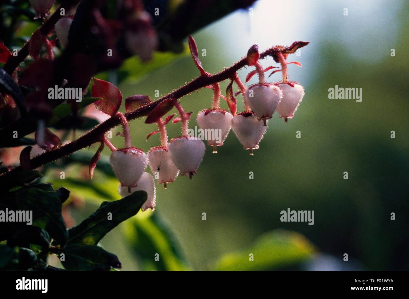 Native flora, Islands of British Columbia, Canada Stock Photo - Alamy
