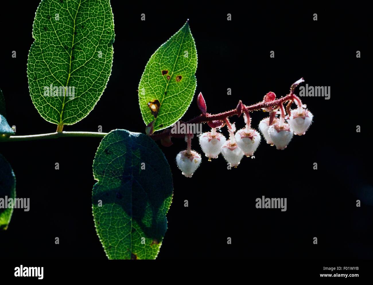 Native flora, Islands of British Columbia, Canada Stock Photo - Alamy