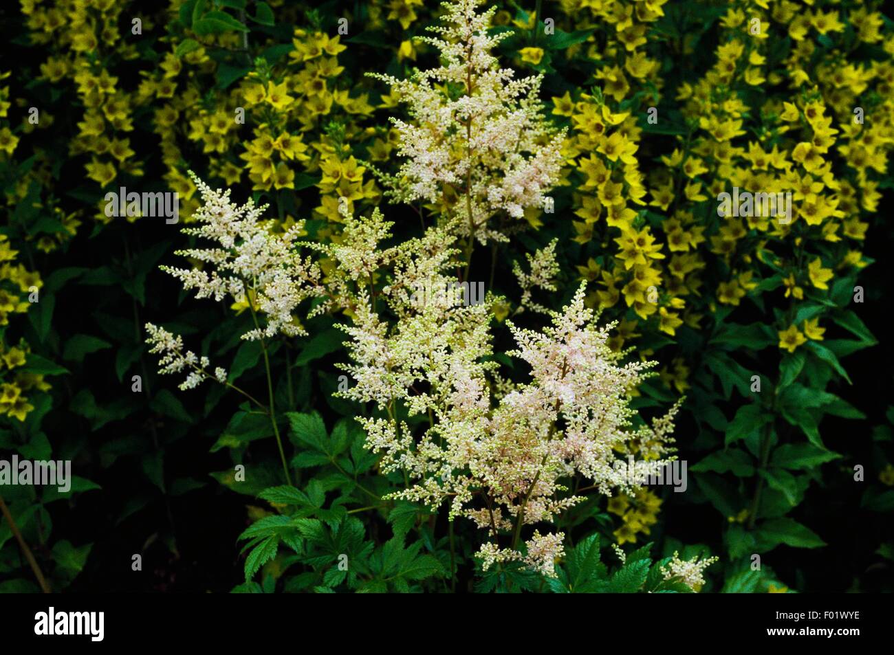 Native flora, Islands of British Columbia, Canada Stock Photo - Alamy