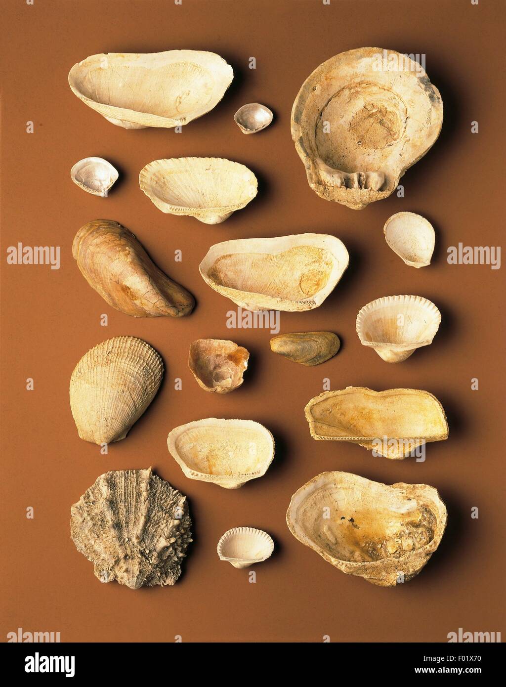 Fossils - Protostomia - Mollusca - Bivalvia Stock Photo - Alamy