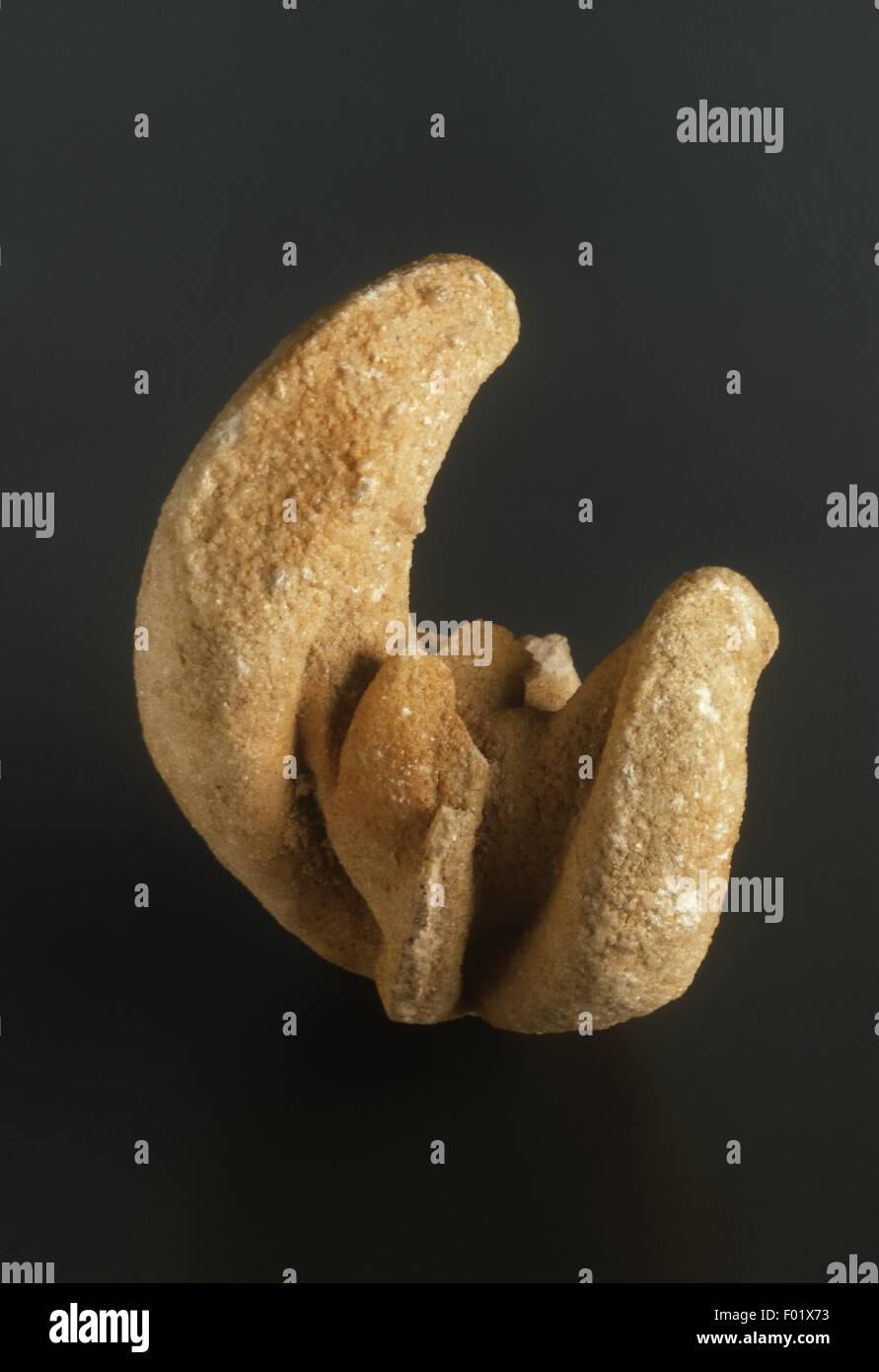 Fossils - Diceras bubalinum - Jurassic, close-up Stock Photo - Alamy