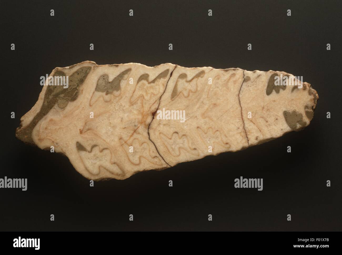 Fossils - Gastropods - Nerinea - Cretaceous period, close-up Stock ...