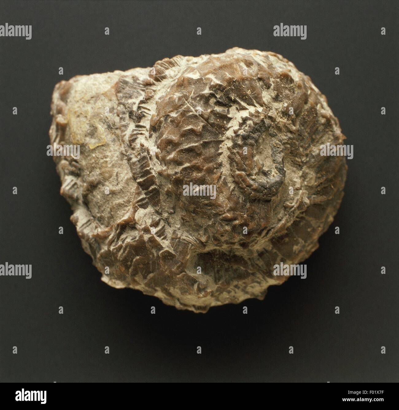 Fossils - Protostomia - Mollusca - Gastropoda - Poleumita discorus ...
