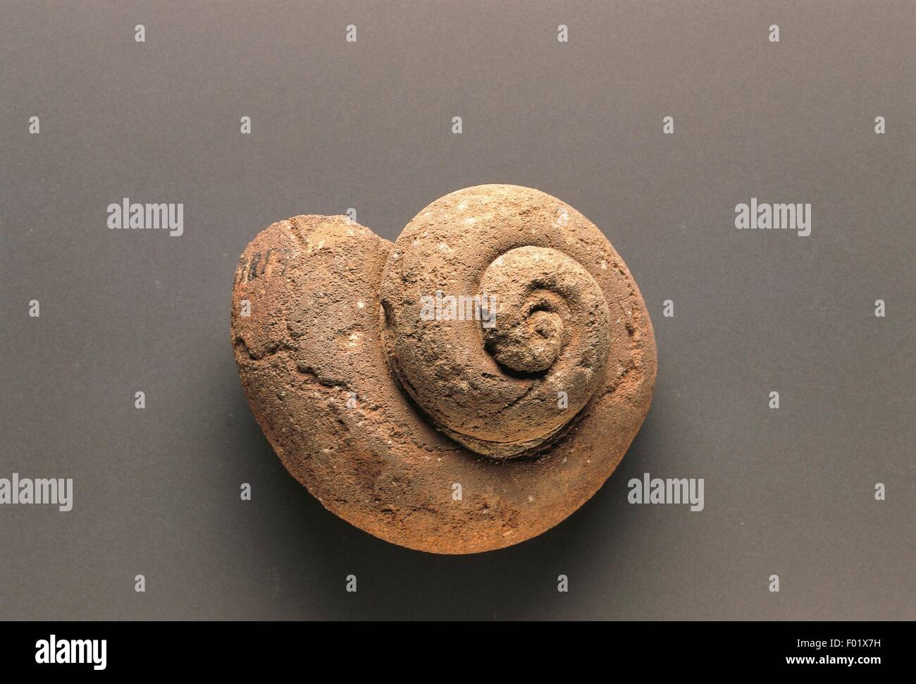 Fossils - Protostomia - Mollusca - Gastropoda - Platyschisma rotunda ...