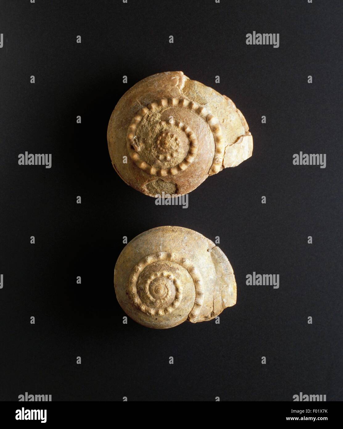 Fossil gastropoda hi-res stock photography and images - Alamy