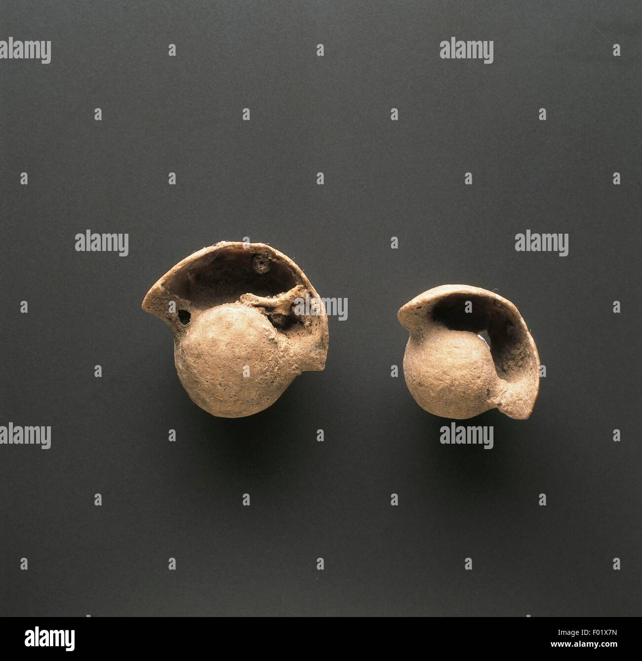 Fossils - Protostomia - Mollusca - Gastropoda - Bellerophon - Silurian ...