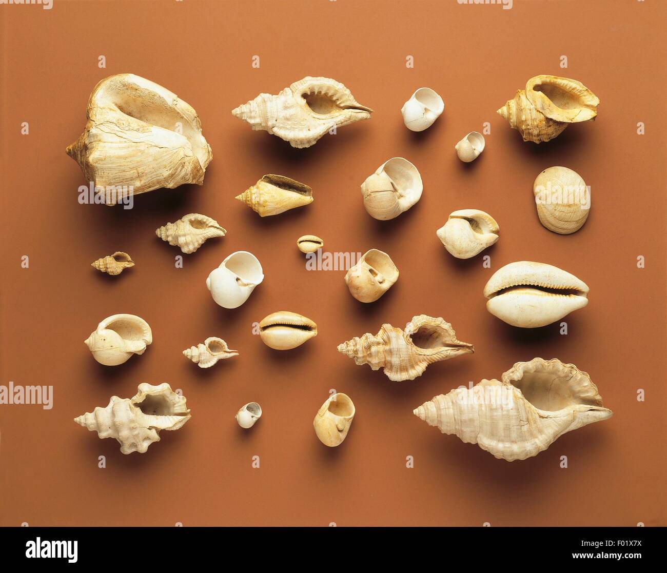 Fossils protostomia mollusca gastropoda hi-res stock photography and ...