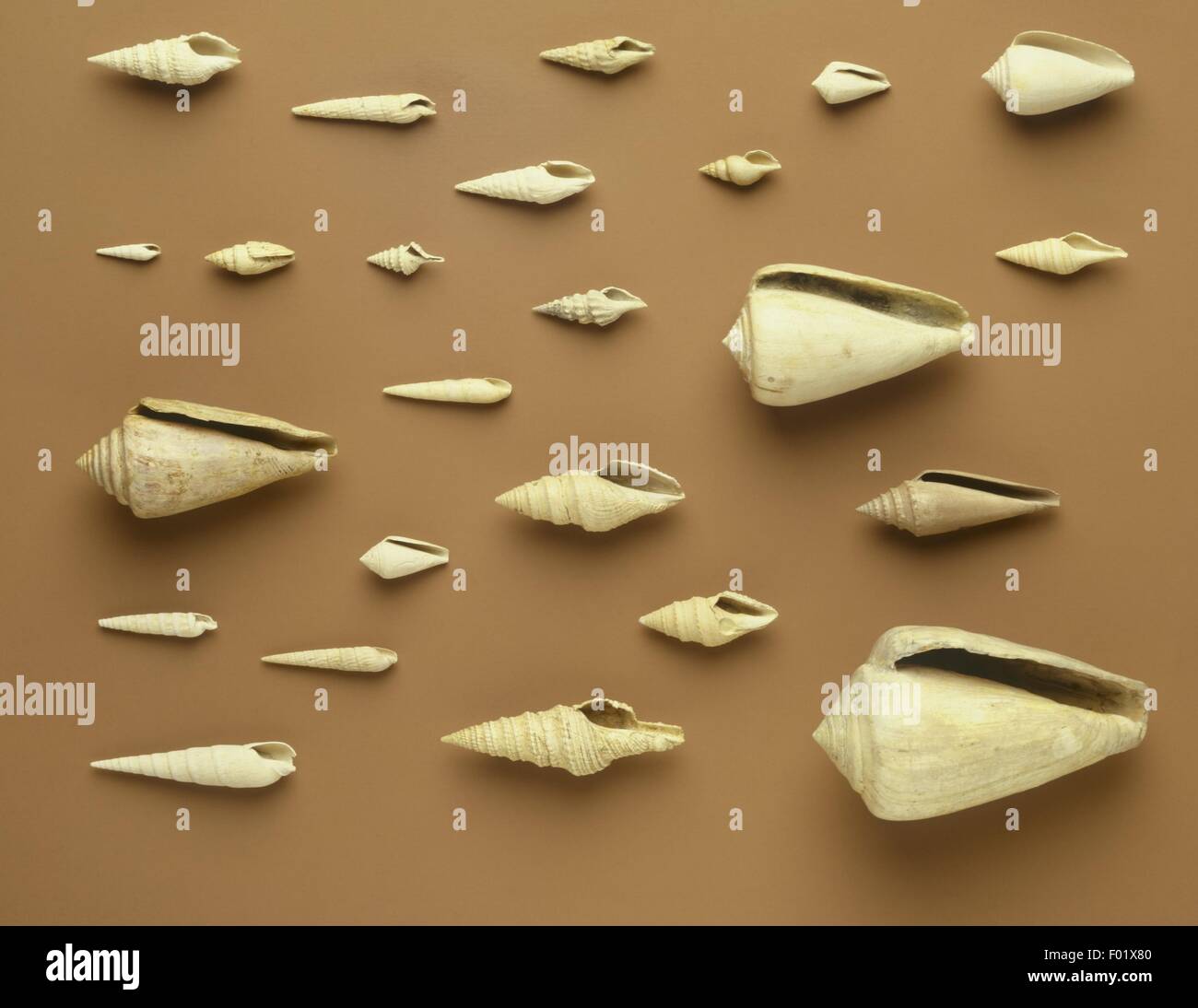 Fossil preservation hi-res stock photography and images - Alamy