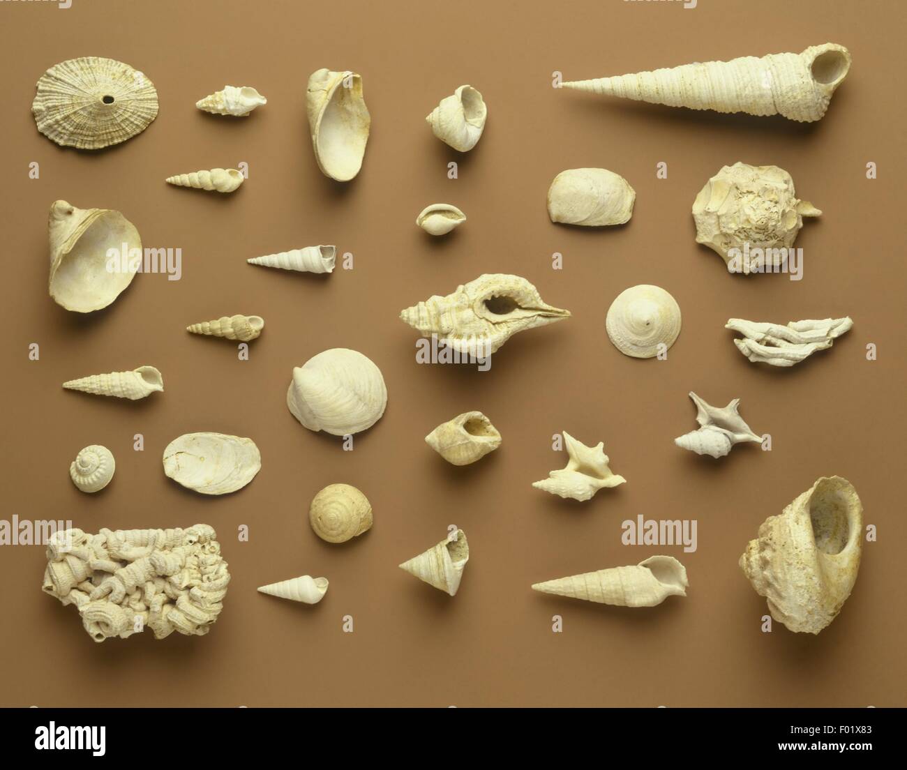 Ancient fossil group hi-res stock photography and images - Alamy