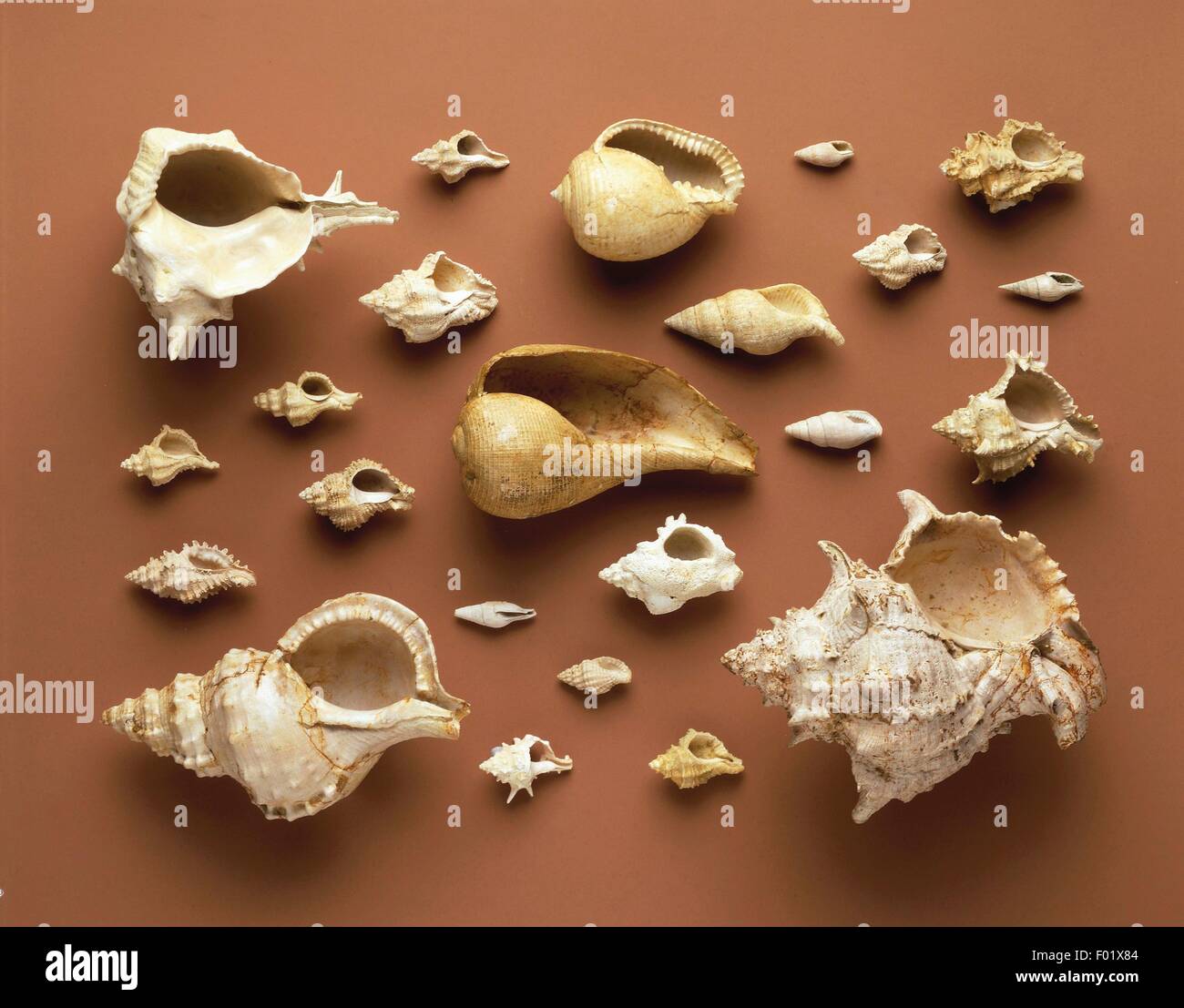 Fossils - Protostomia - Mollusca - Gastropoda Stock Photo - Alamy