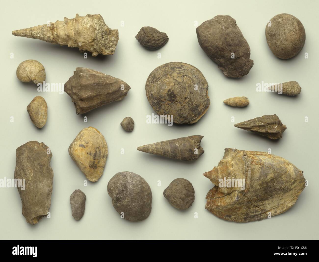 Eocene age hi-res stock photography and images - Alamy
