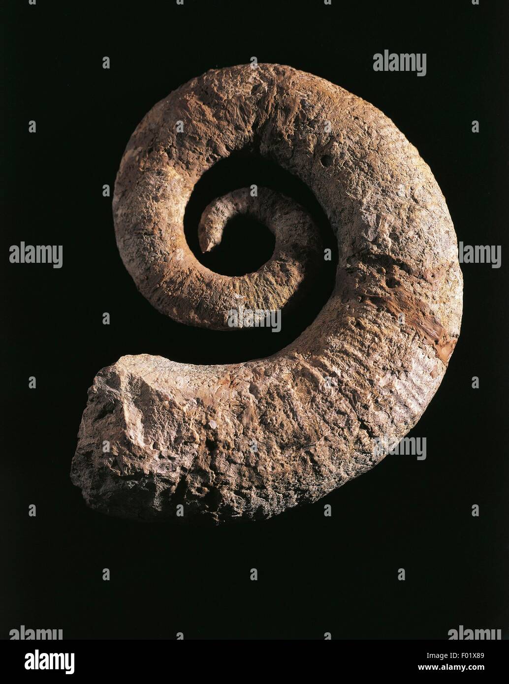 Fossils - Protostomia - Mollusca - Cephalopoda - Ammonites ...