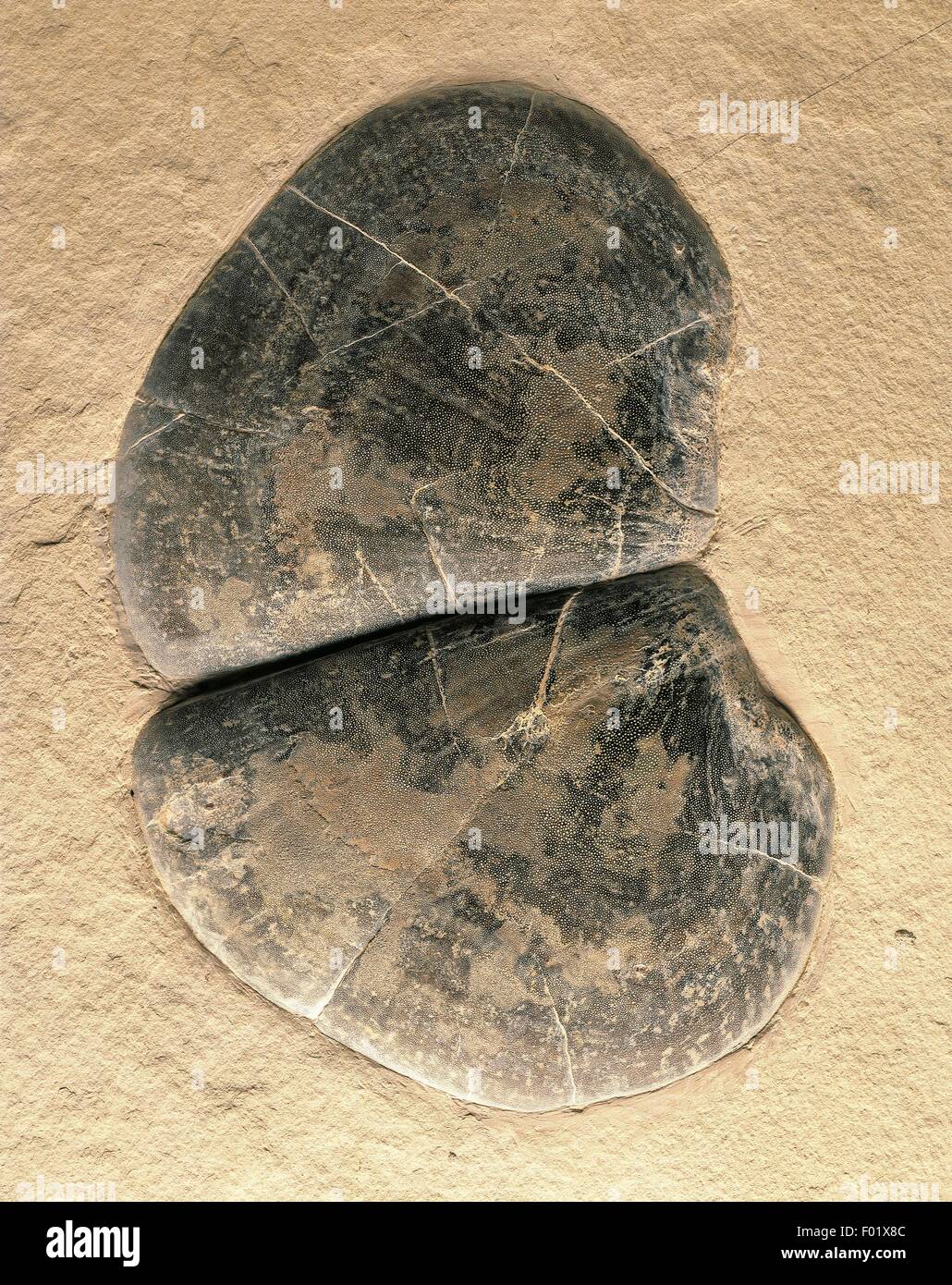 Fossils - Protostomia - Mollusca - Cephalopoda - Laevaptychus ...