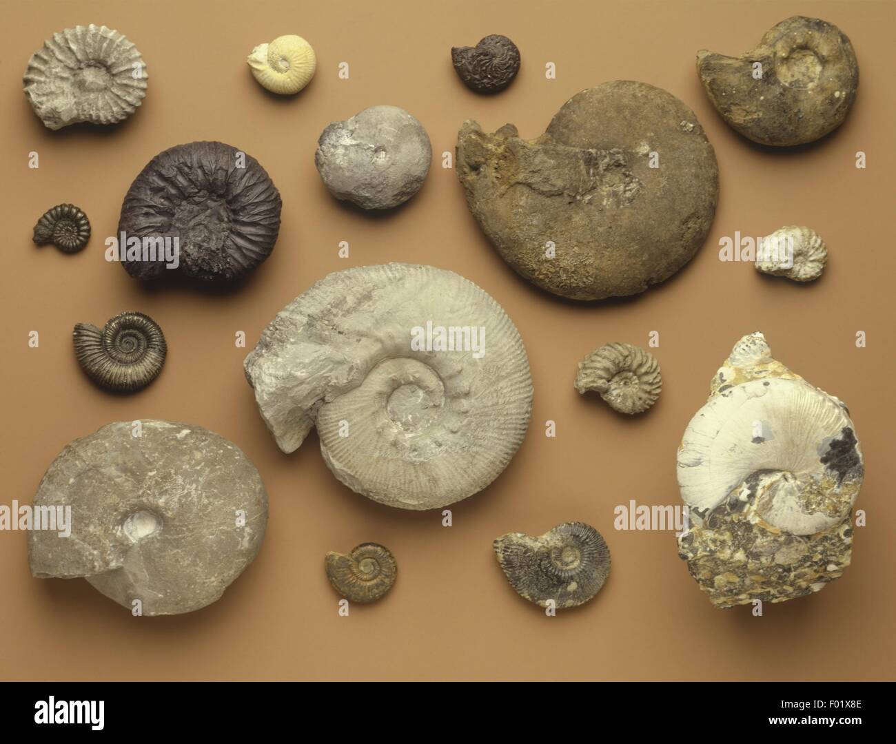 Fossils hi-res stock photography and images - Alamy