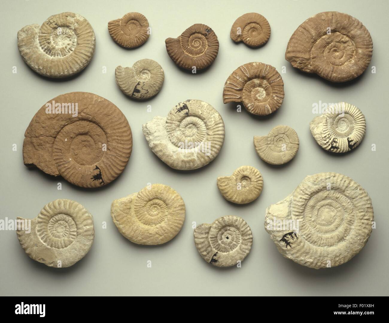Ammonite fossils hi-res stock photography and images - Alamy