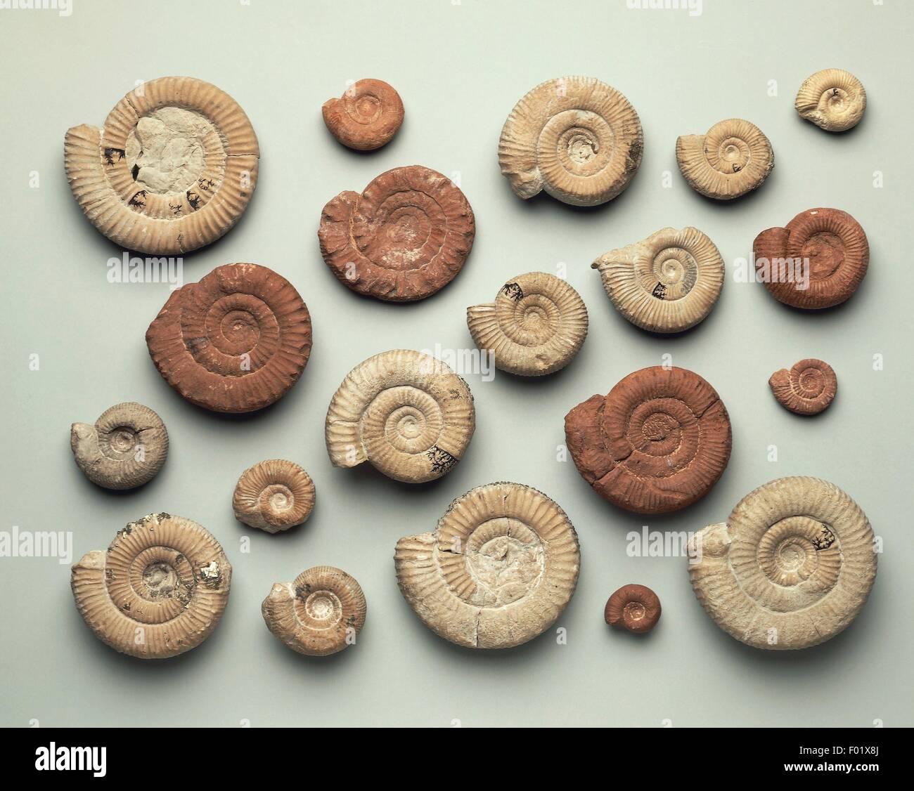 Fossils - Protostomia - Mollusca - Cephalopoda - Ammonoidea - Jurassic ...