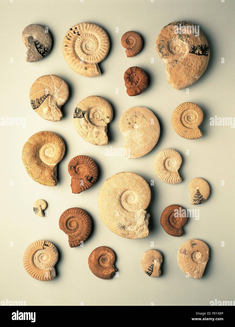 Fossils - Protostomia - Mollusca - Cephalopoda - Ammonoidea - Jurassic ...