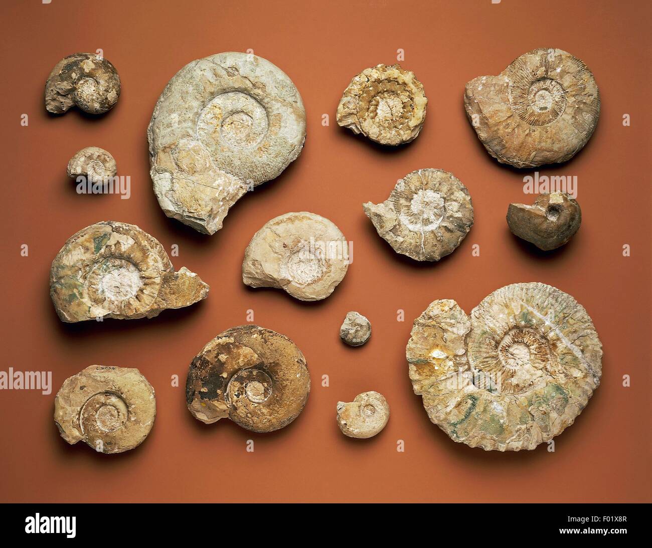 Ammonite fossils, Cephalopoda, Late Jurassic Stock Photo - Alamy