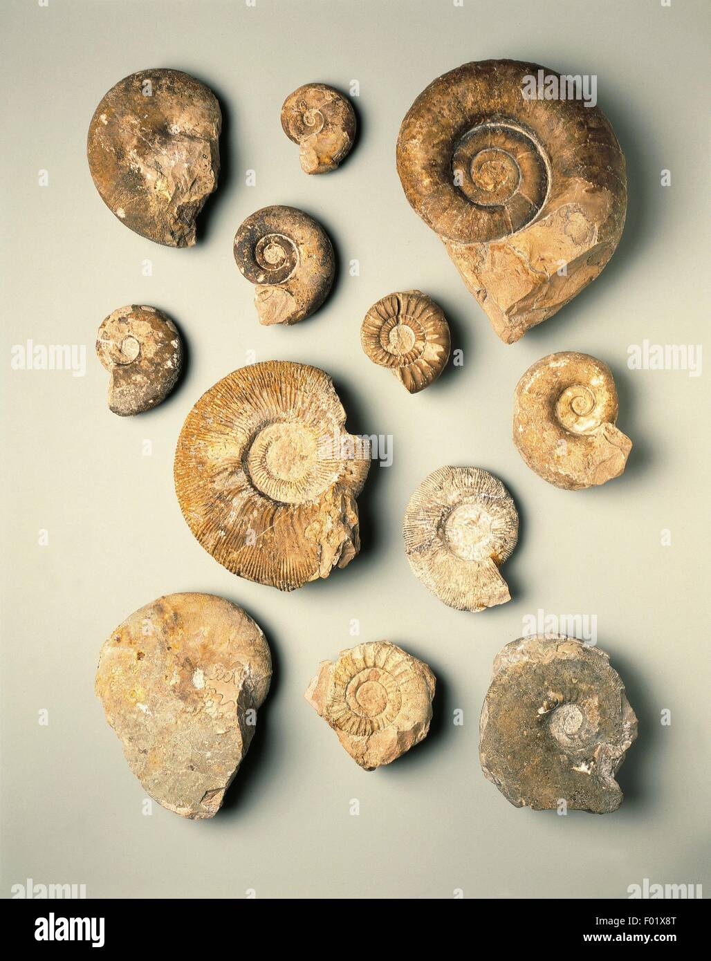 Fossils - Protostomia - Mollusca - Cephalopoda - Ammonoidea - Jurassic ...