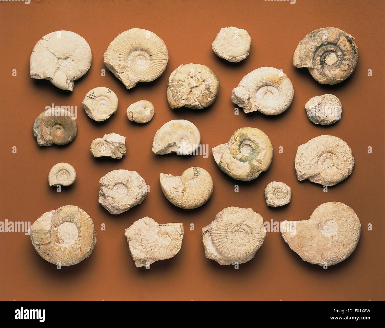 Fossils - Protostomia - Mollusca - Cephalopoda - Ammonoidea - Jurassic ...