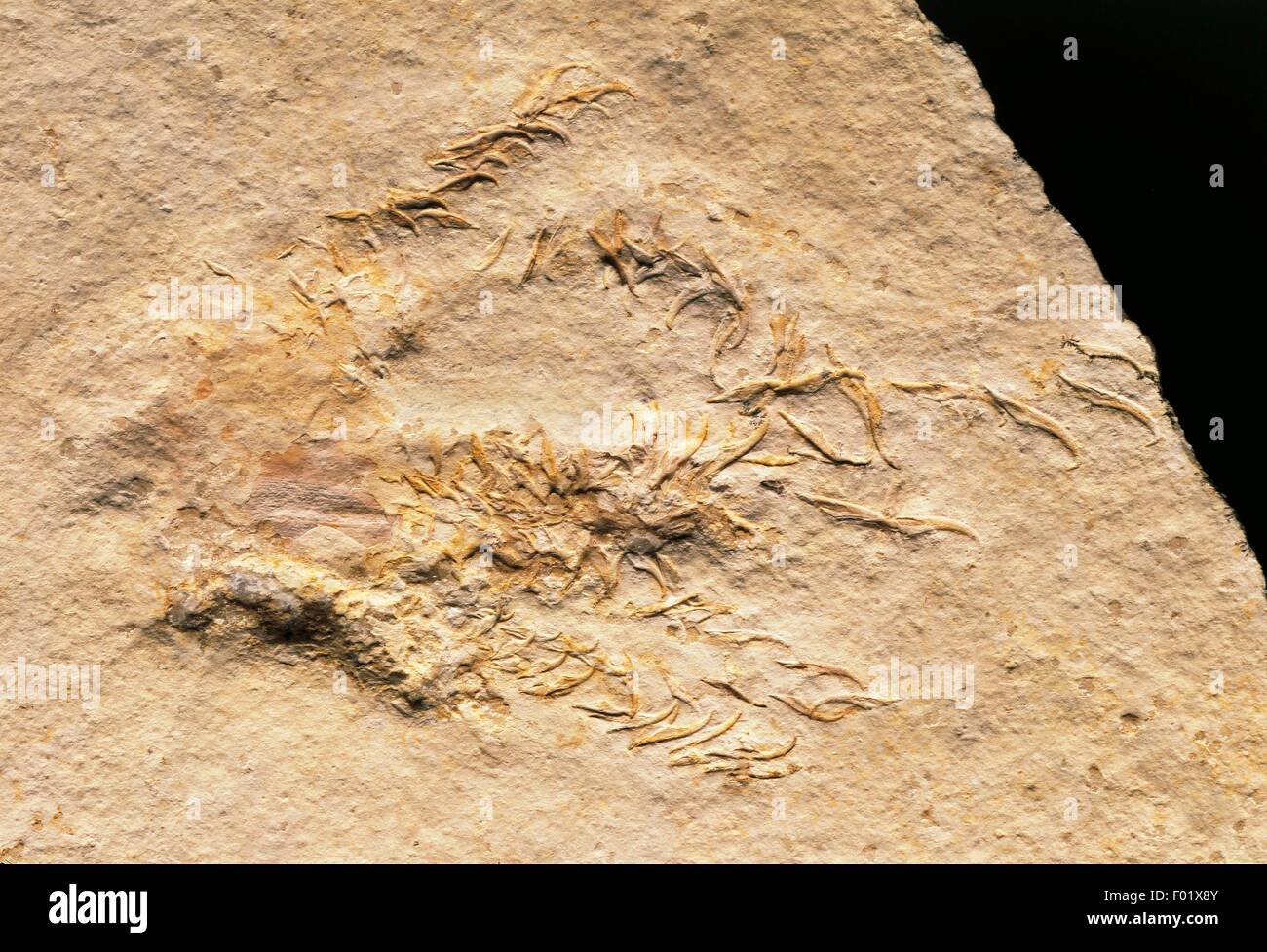 Fossils - Protostomia - Mollusca - Cephalopoda - Acanthoteutis ...