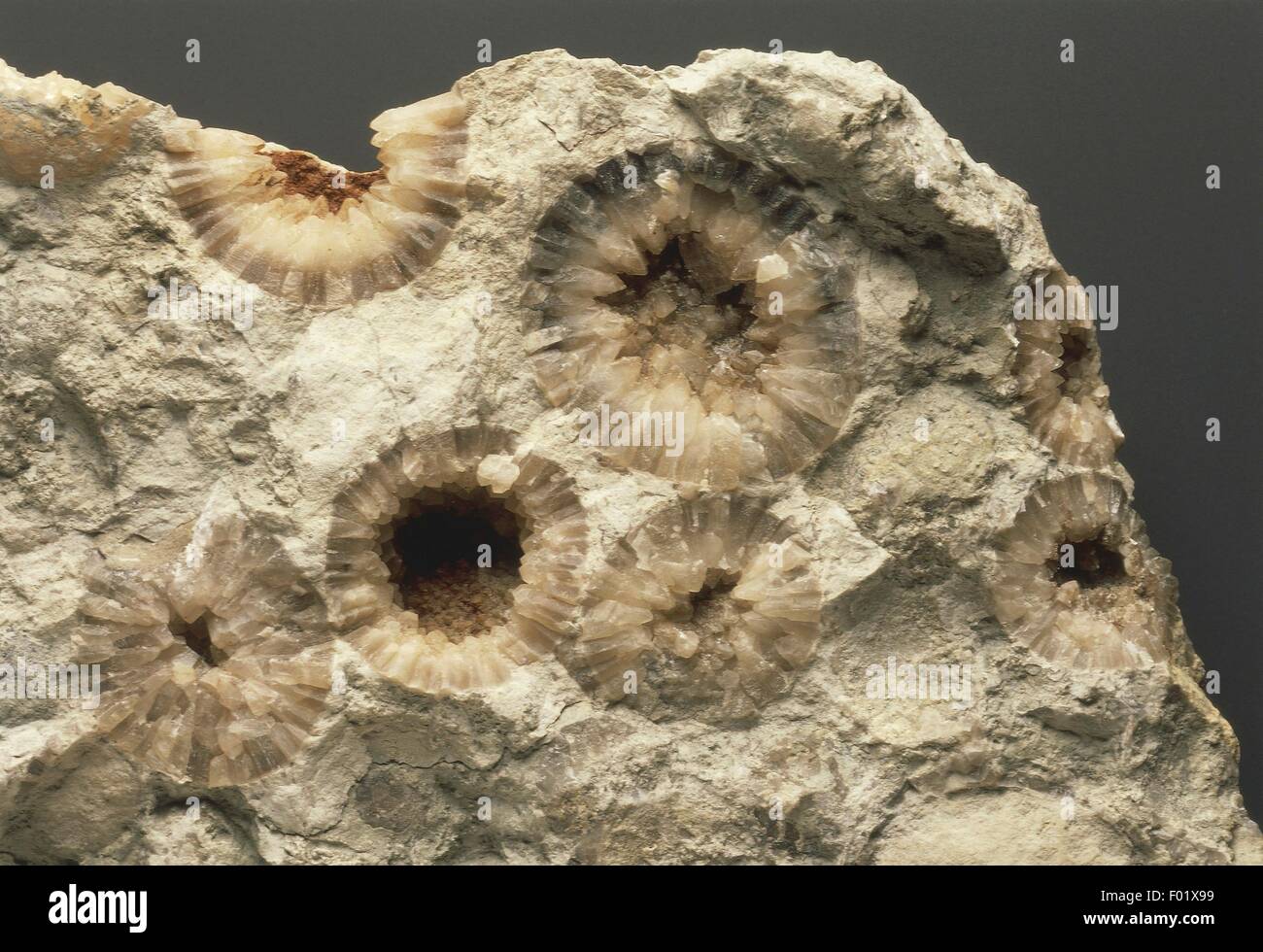 Cystoidea hi-res stock photography and images - Alamy