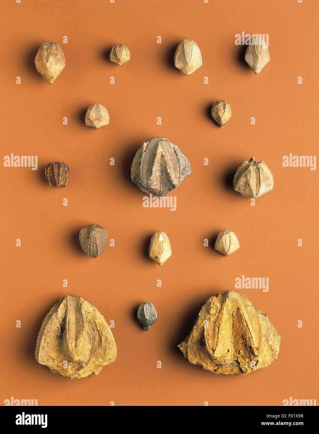 Fossils - Deuterostomia - Echinodermata - Blastozoa Stock Photo - Alamy