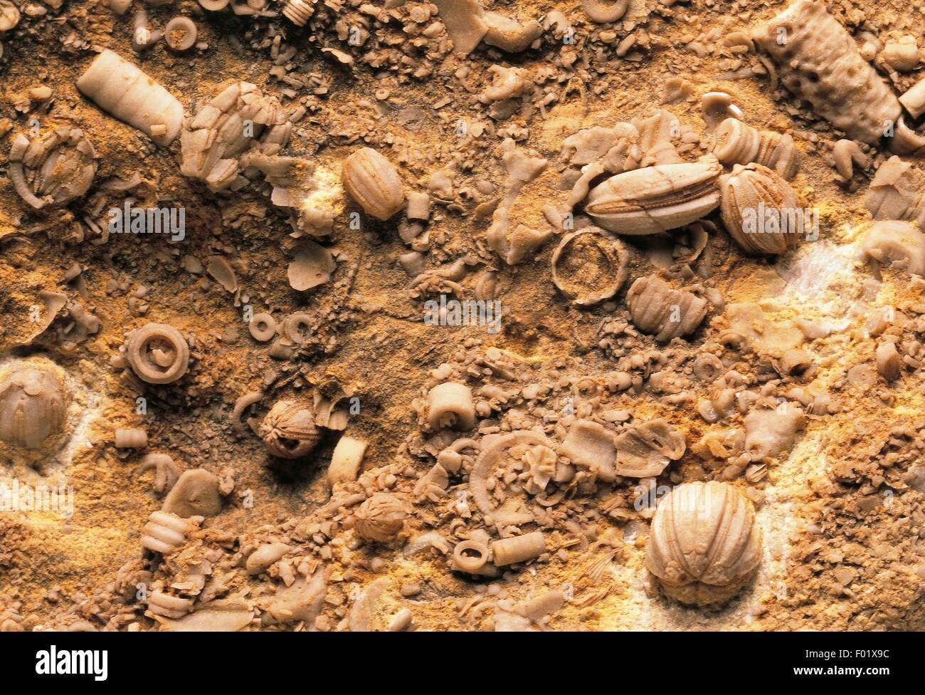 Blastozoa hi-res stock photography and images - Alamy