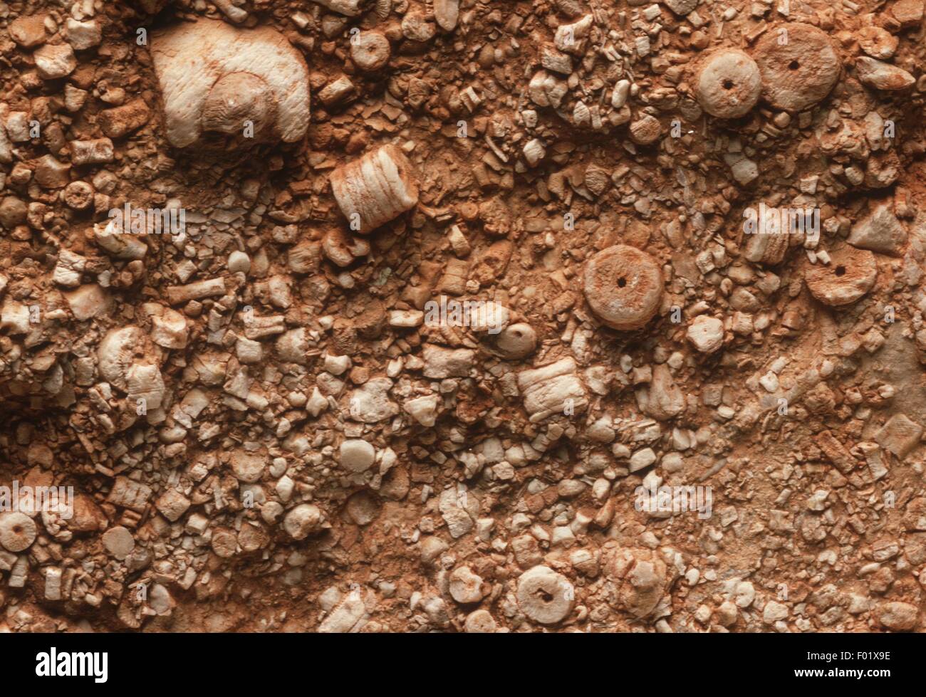 Part of Peduncle, crinoidi, Encrinus Stock Photo - Alamy