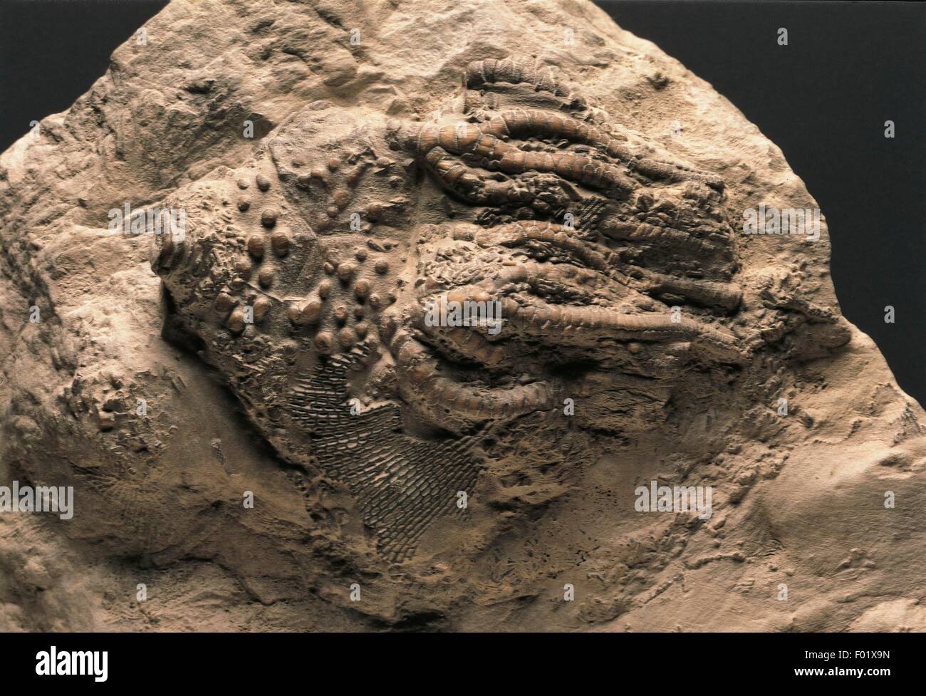 Echinodermata fossils hi-res stock photography and images - Alamy