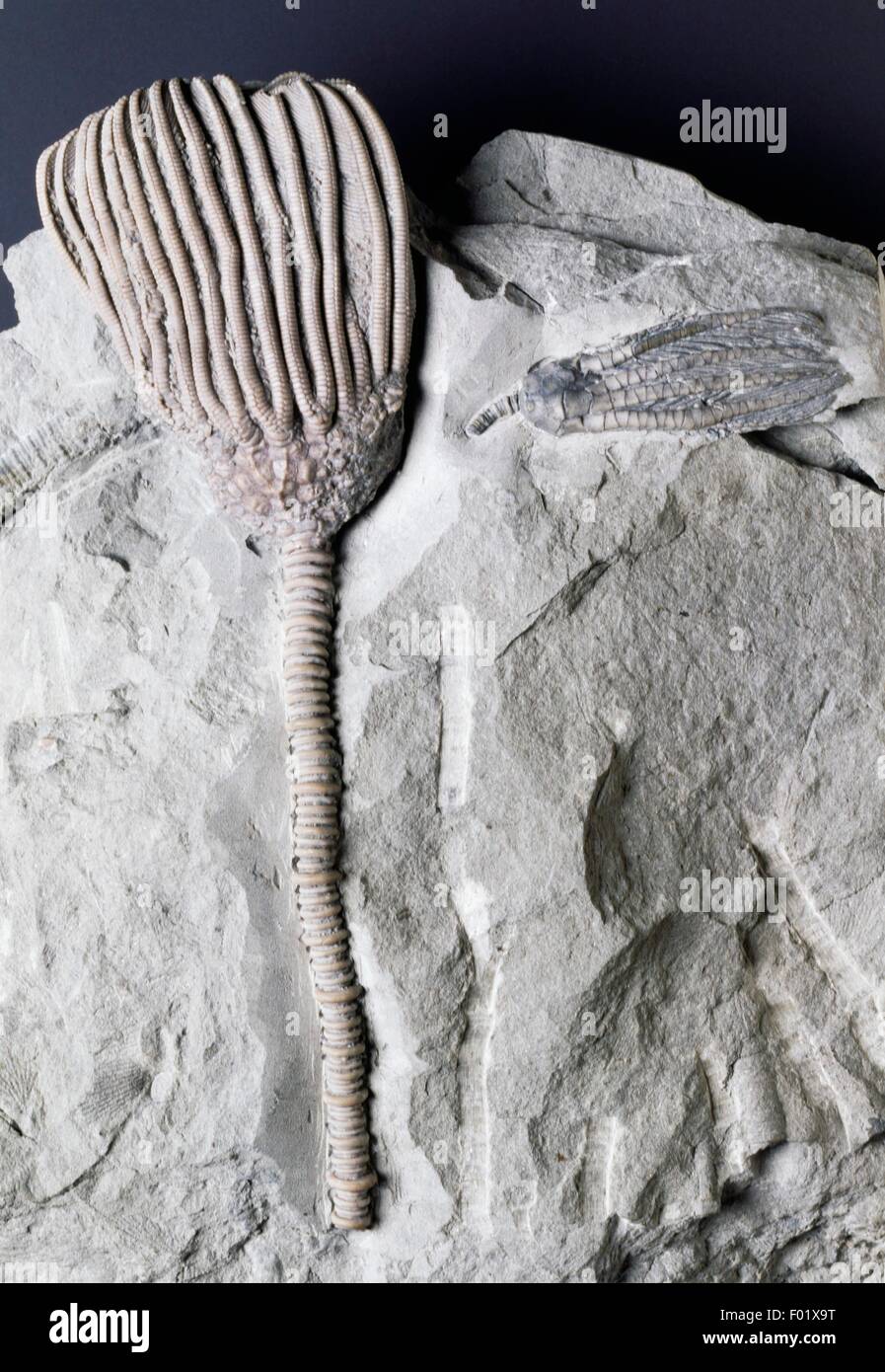 Dizygocrinus hi-res stock photography and images - Alamy