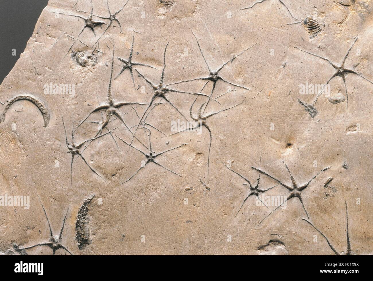 Fossils - Deuterostomia - Echinodermata - Ophiuroidea - Jurassic Stock ...