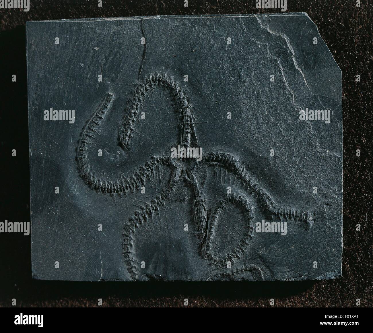 Ophiura High Resolution Stock Photography and Images - Alamy