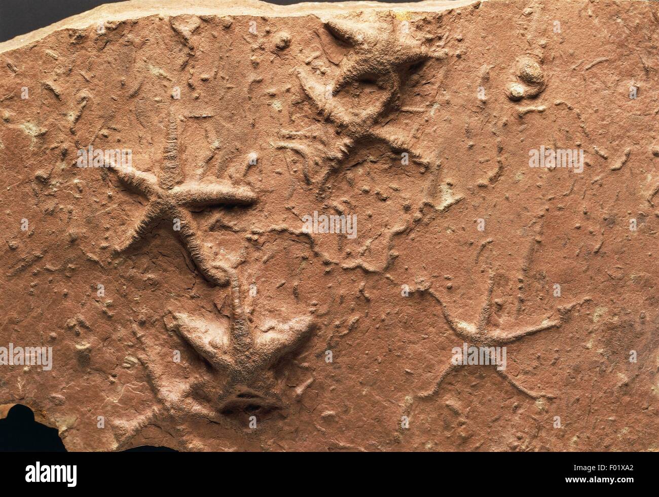 Fossils - Deuterostomia - Echinodermata - Asteroidea - Asteriacites ...