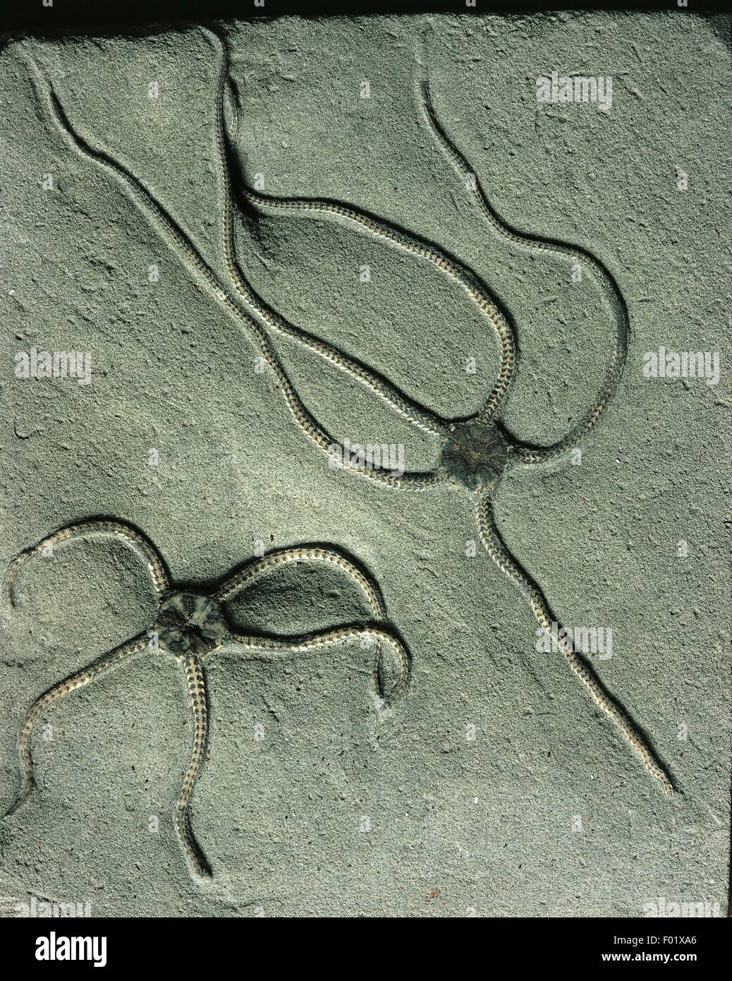 Fossils - Deuterostomia - Echinodermata - Ophiuroidea - Ophioderma ...
