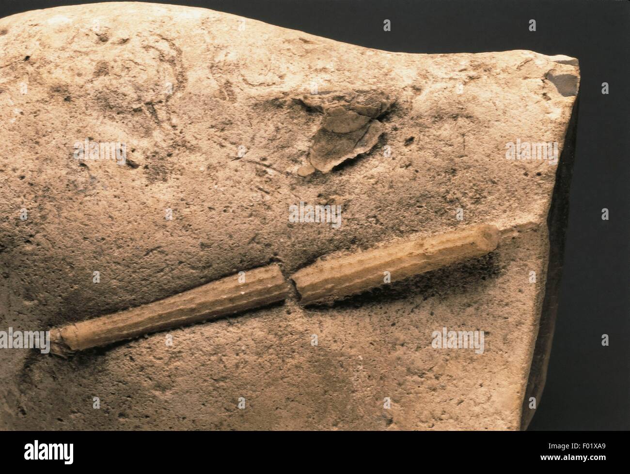 Echinodermata fossils hi-res stock photography and images - Alamy