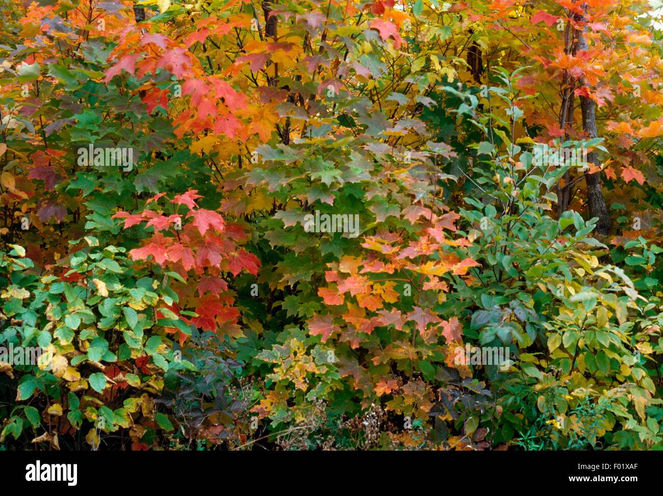 Indian summer in algonquin provincial park hi-res stock photography and ...
