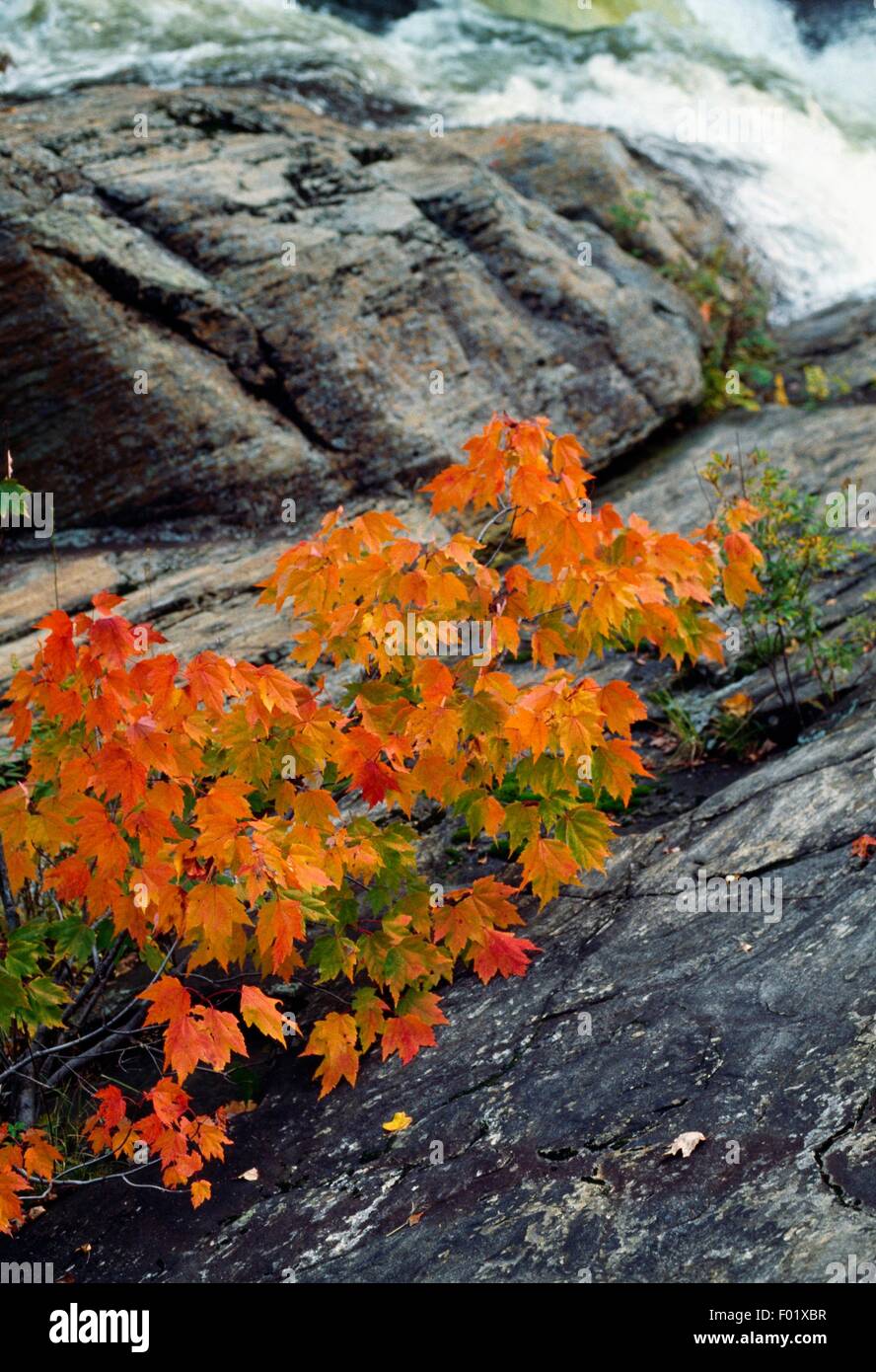 Indian summer in algonquin provincial park hi-res stock photography and ...