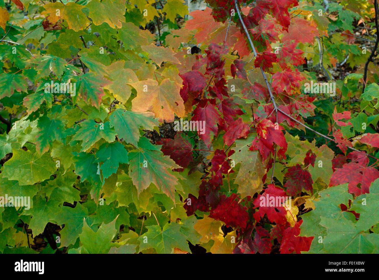 Maple tree leaves in autumn, during the Indian Summer, Algonquin ...