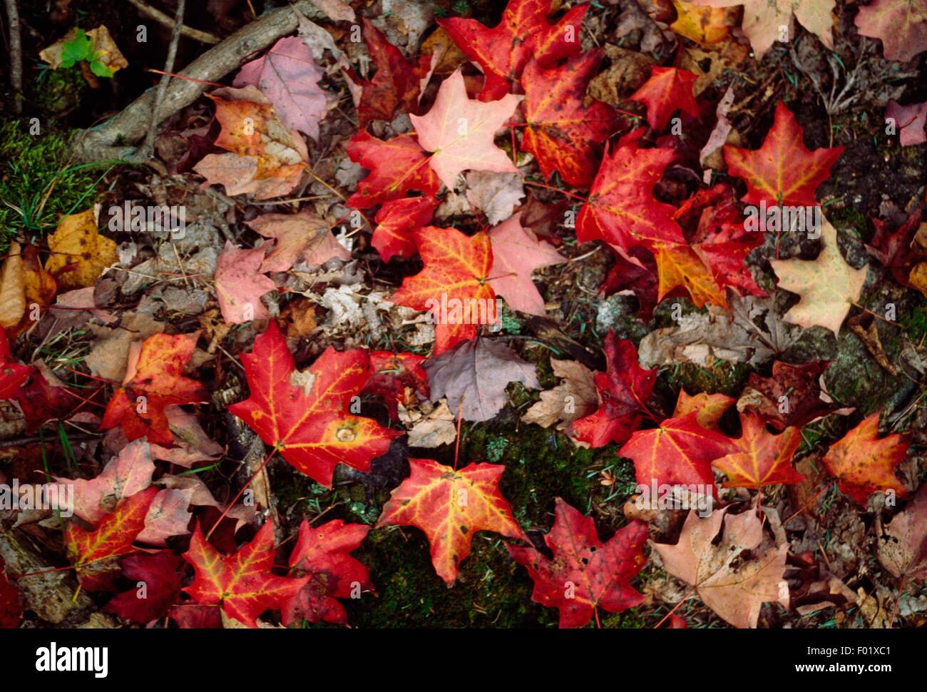 Maple tree leaves in autumn, during the Indian Summer, Algonquin ...