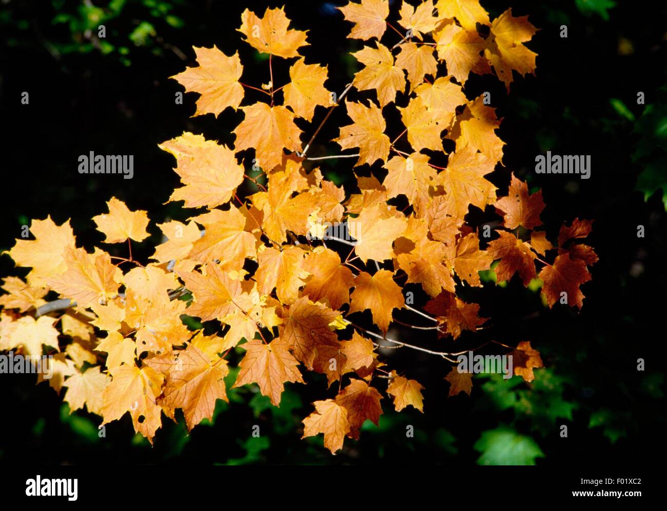 Indian summer in algonquin provincial park hi-res stock photography and ...