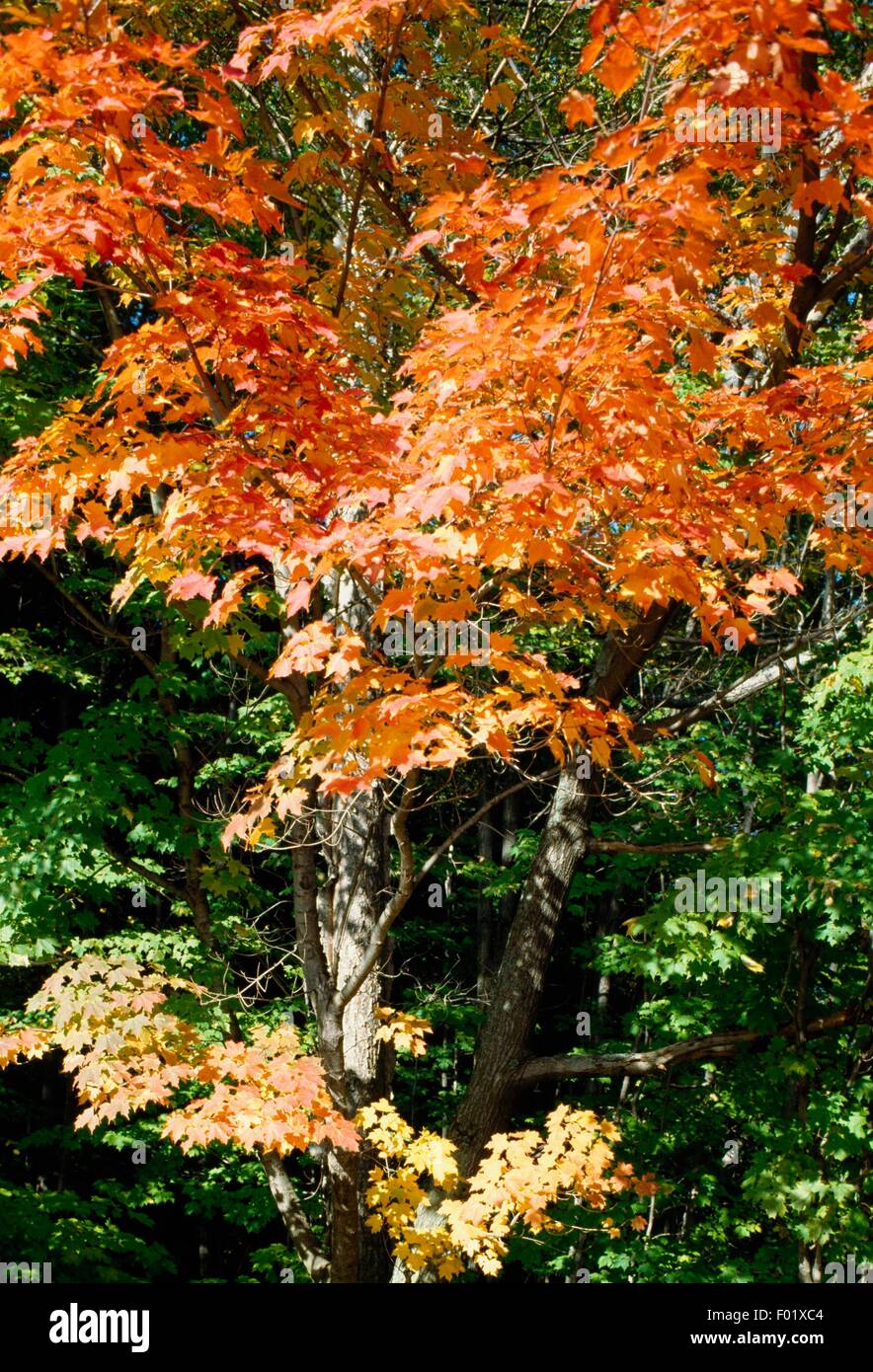 Maple tree in autumn, during the Indian Summer, Algonquin Provincial ...
