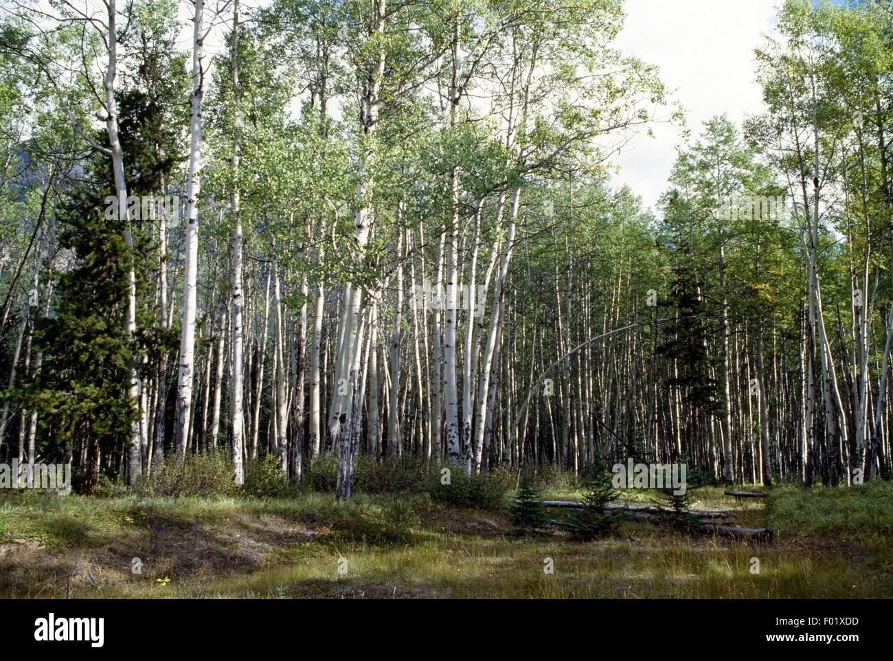 Maligne River valley, Jasper National Park (UNESCO World Heritage List ...