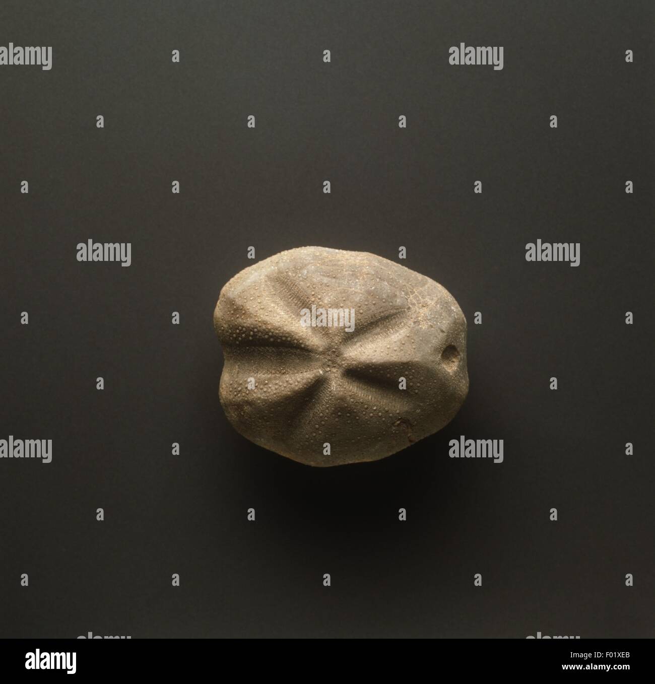 Fossils - Hemiaster Fournelli from Cretaceous period Stock Photo - Alamy