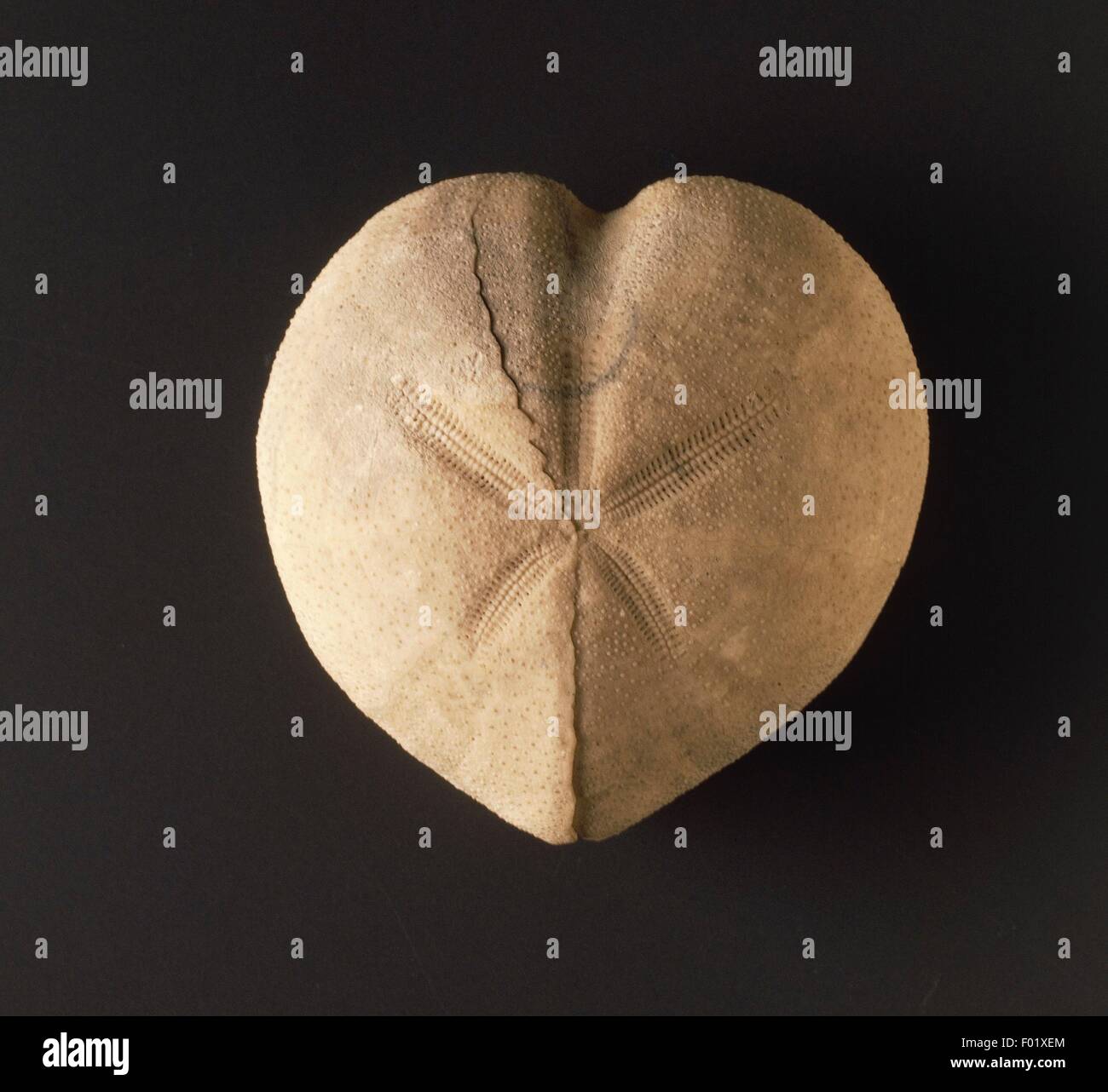 Echinodermata fossils hi-res stock photography and images - Alamy