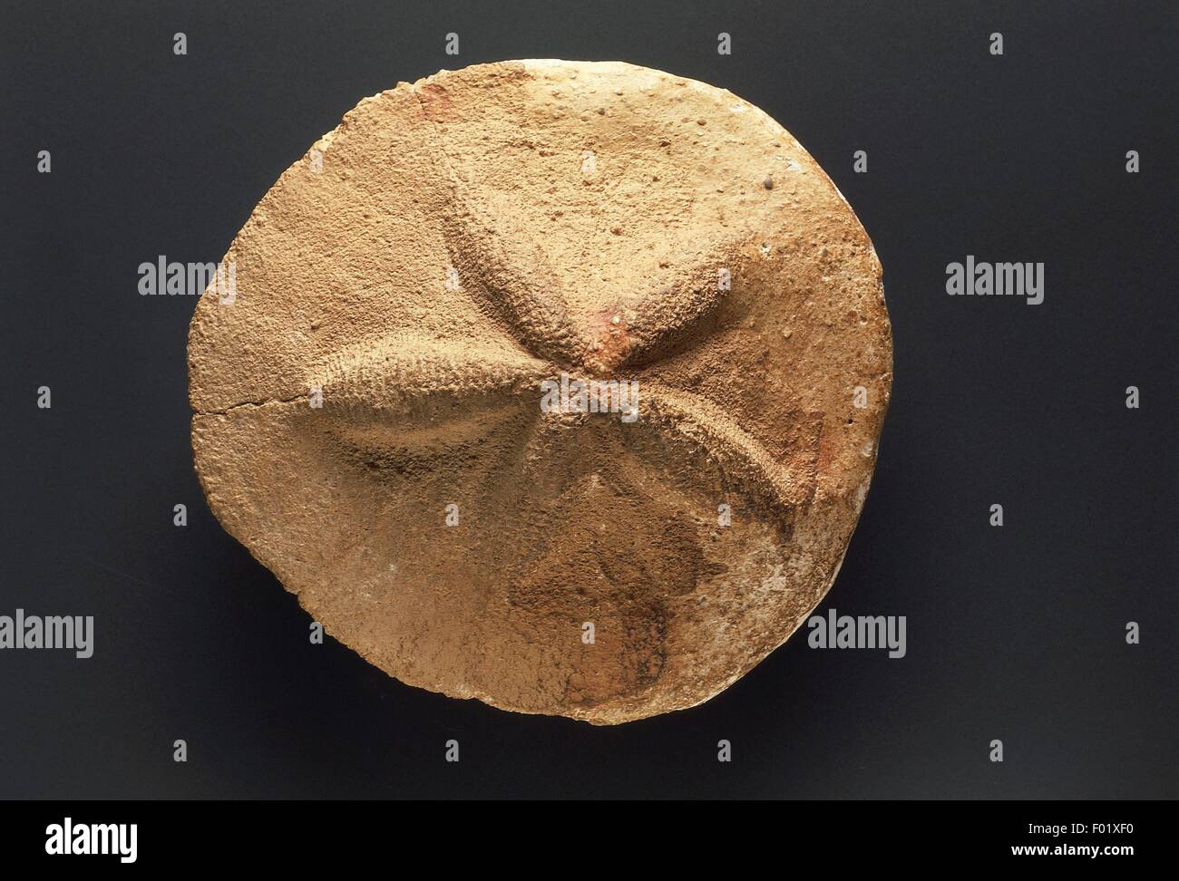 Miocene fossils hi-res stock photography and images - Alamy