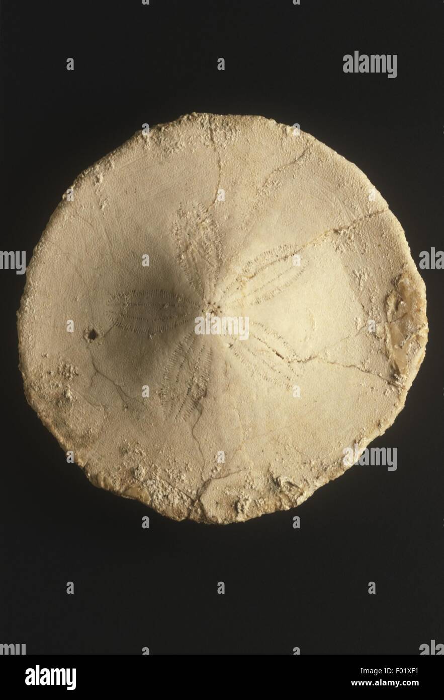 Periachus lyelli fossil from Eocene period Stock Photo - Alamy