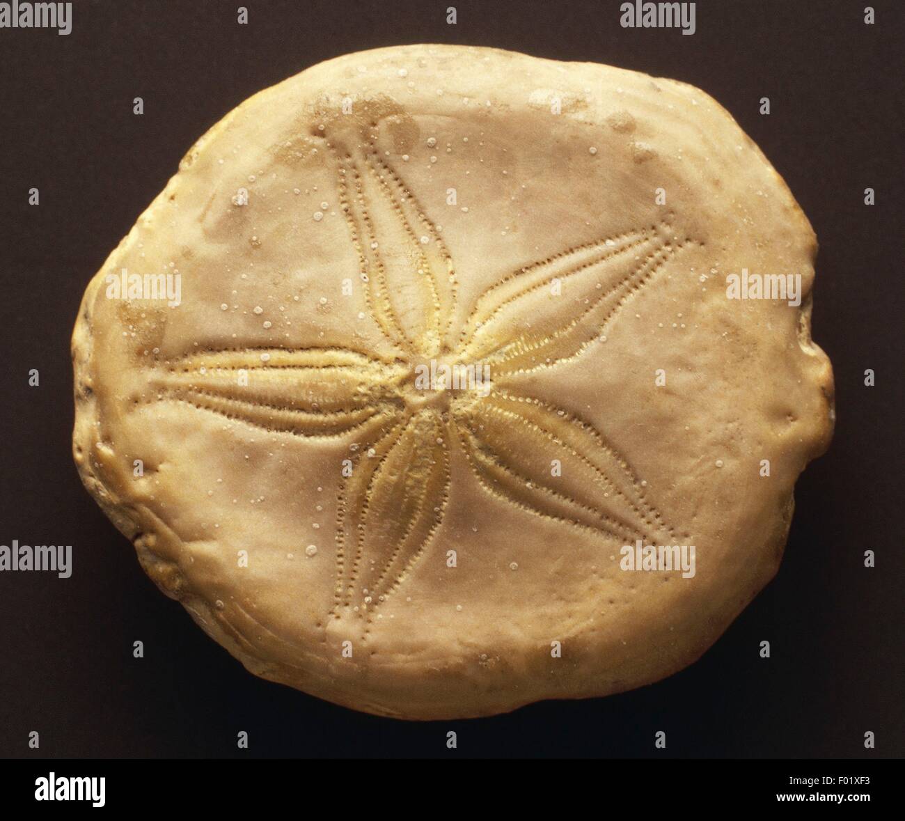 Neozoic hi-res stock photography and images - Alamy