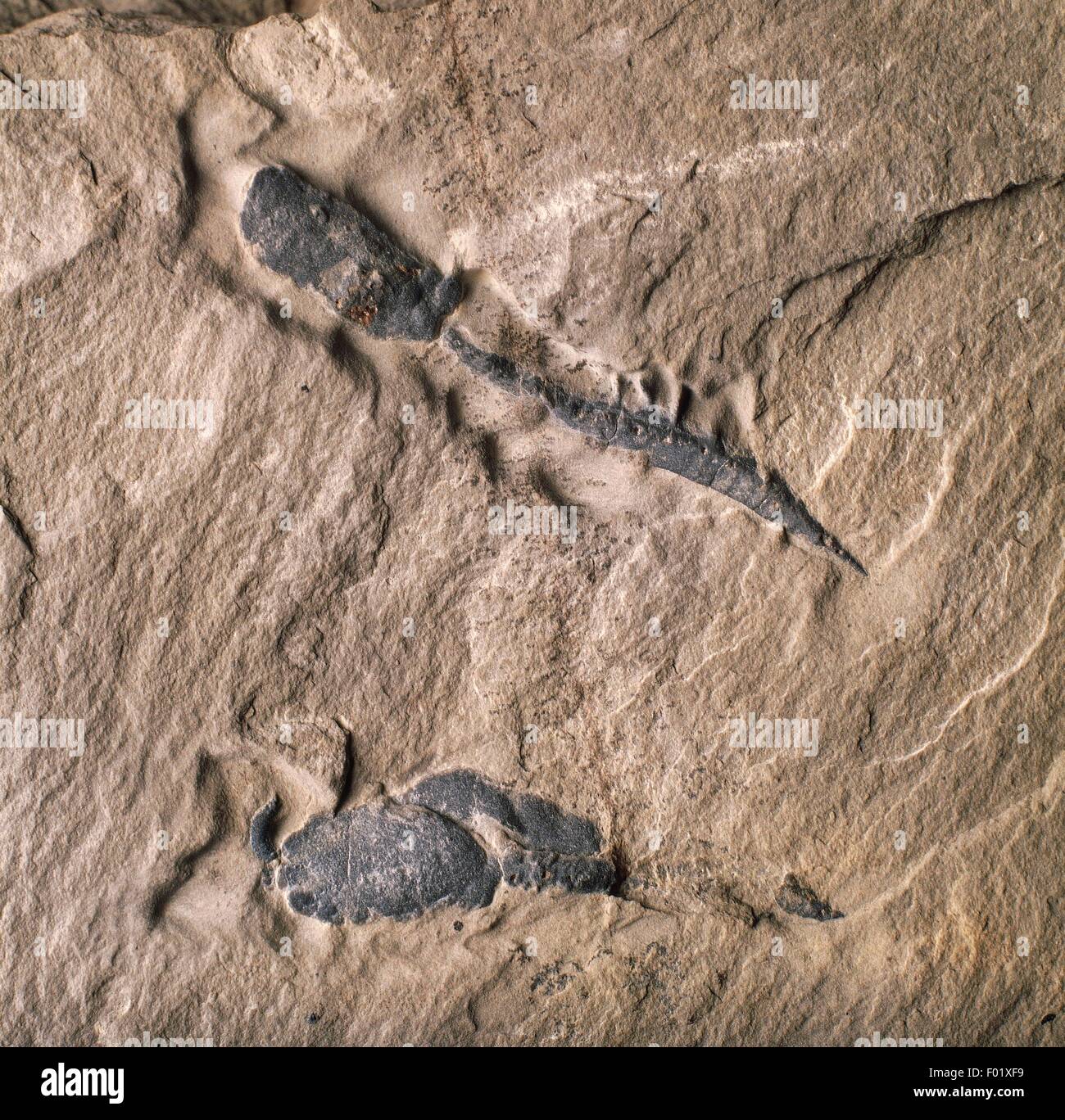 Middle cambrian hi-res stock photography and images - Alamy