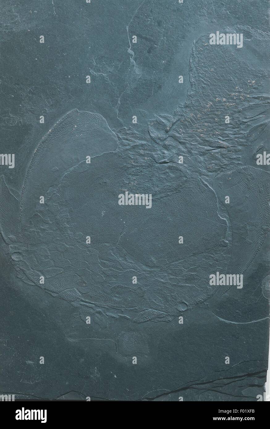 Gemuendensis hi-res stock photography and images - Alamy